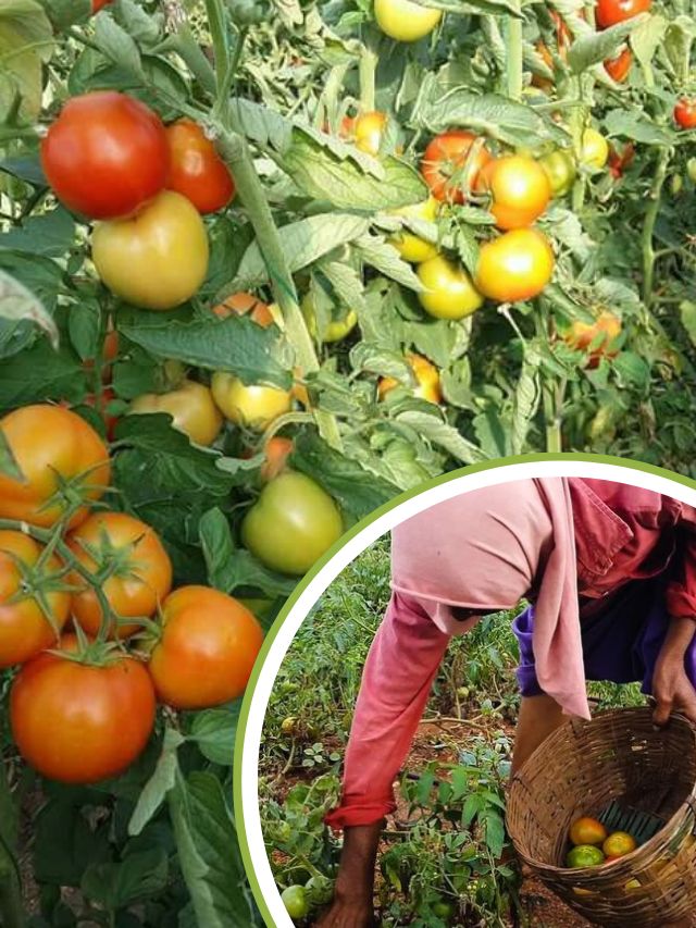 टमाटर के खेत में कौन सी खाद डालना फायदेमंद है? जान लें काम की बात ...