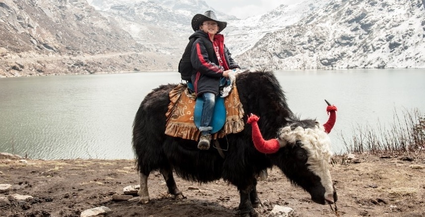 Yak-tastic Sikkim: Journey Through the Himalayas on a Yak Back