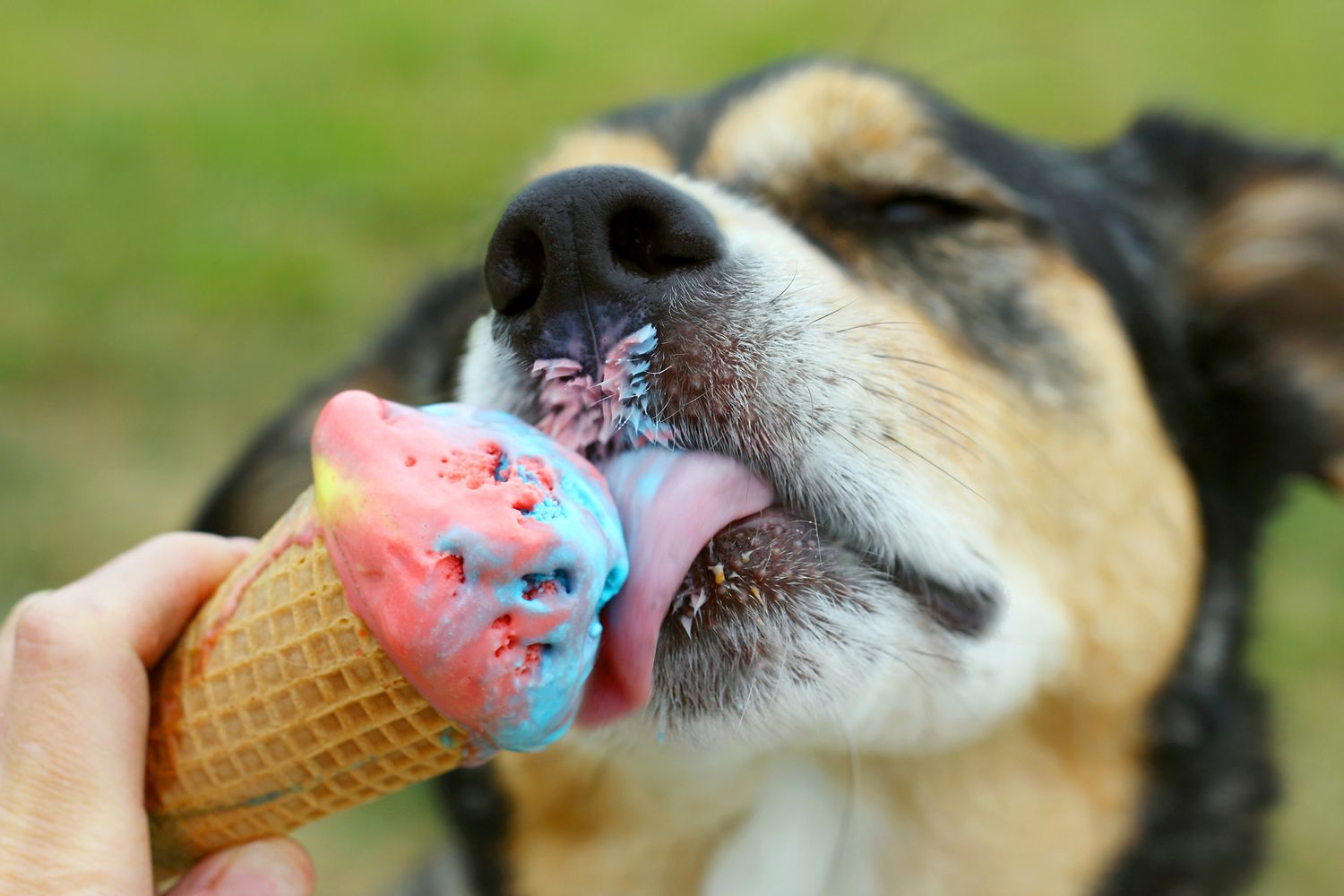 Sweet Tooth: Animals that love sugar