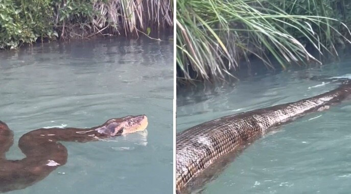 पानी में तैरते हुए मिल गया Anaconda, फोटोग्राफर ने शेयर किया खतरनाक ...