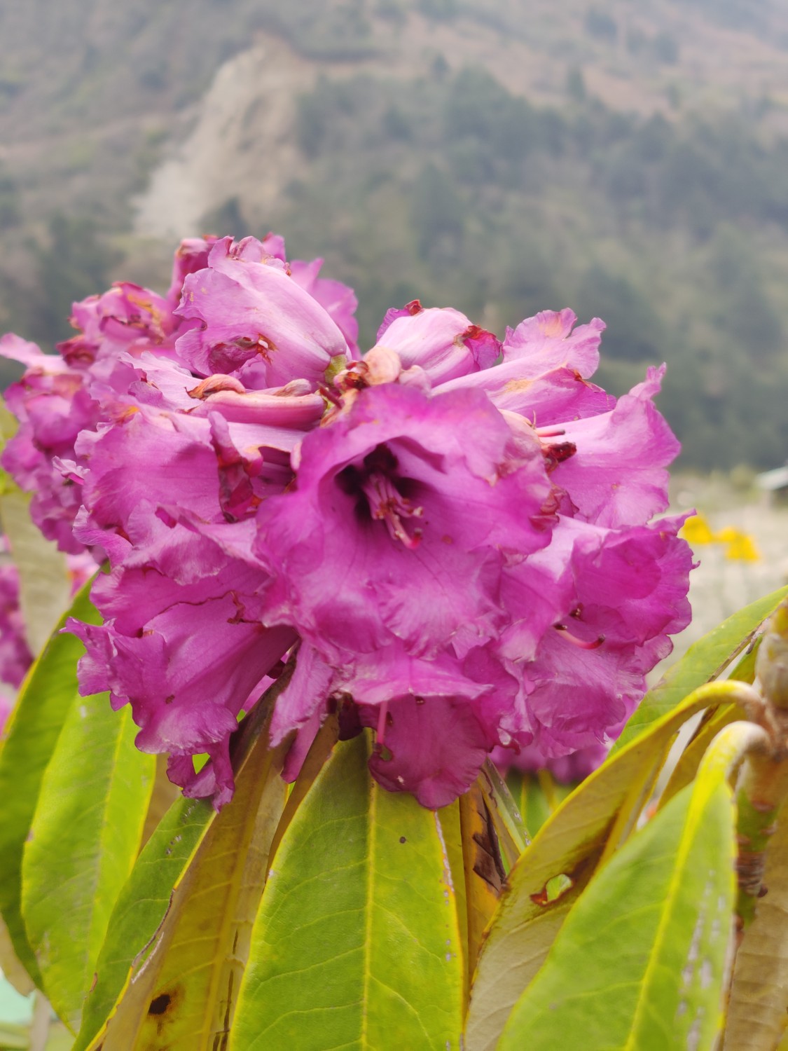 Sikkim's Botanical Treasures: Unique Trees You Won't Find Anywhere Else